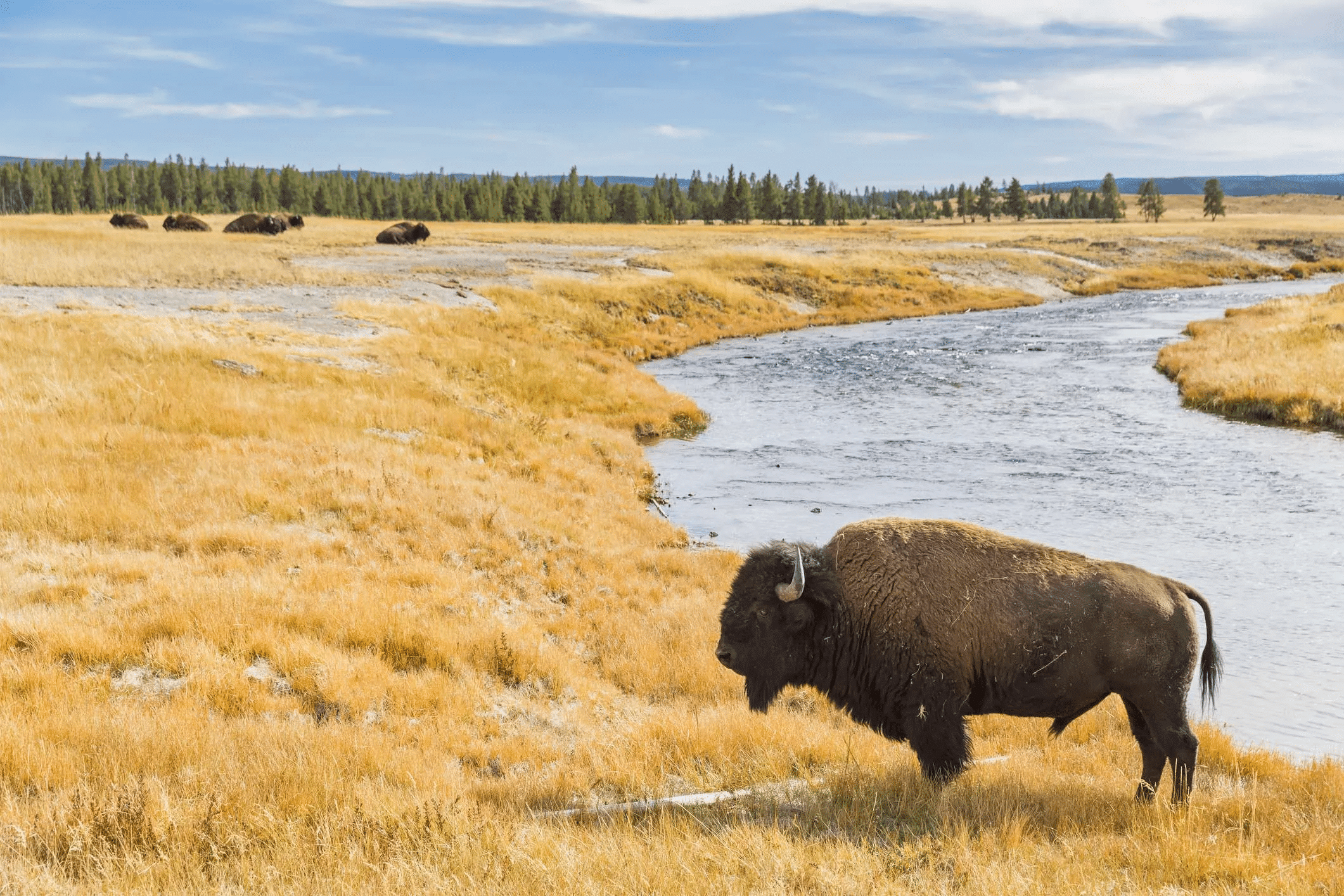 Where do the buffalo roam these days? – The Flatlander