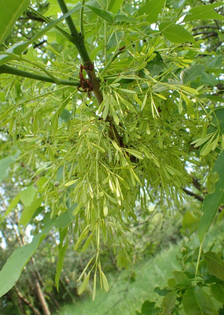 Two species of ash trees are critically endangered
