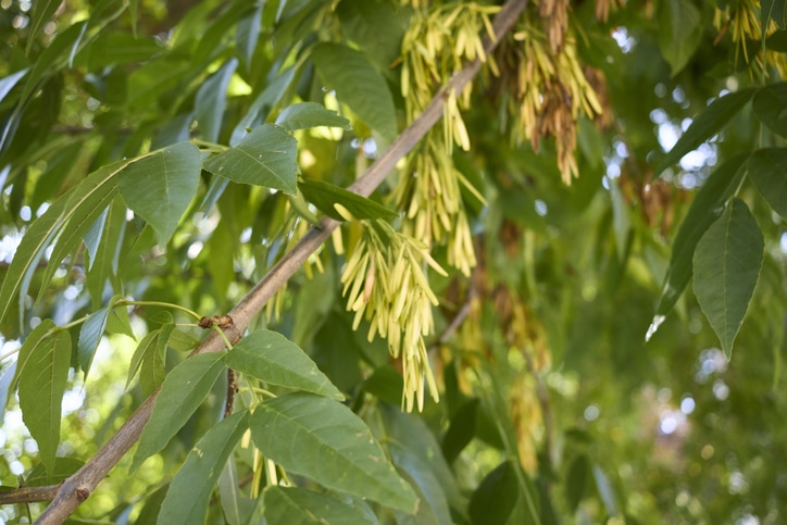 Two species of ash trees are critically endangered