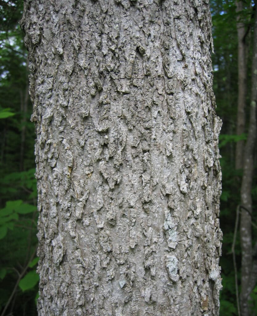 Two species of ash trees are critically endangered