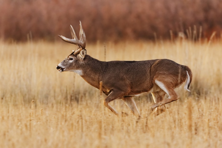 A disease threatening Prairie deer populations – The Flatlander