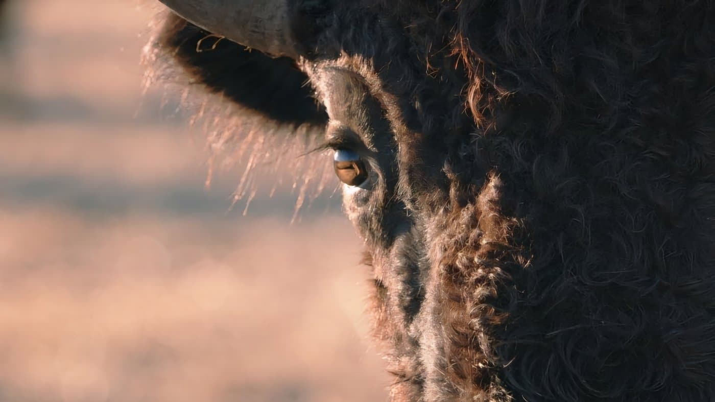 New film tells the buffalo's story – The Flatlander