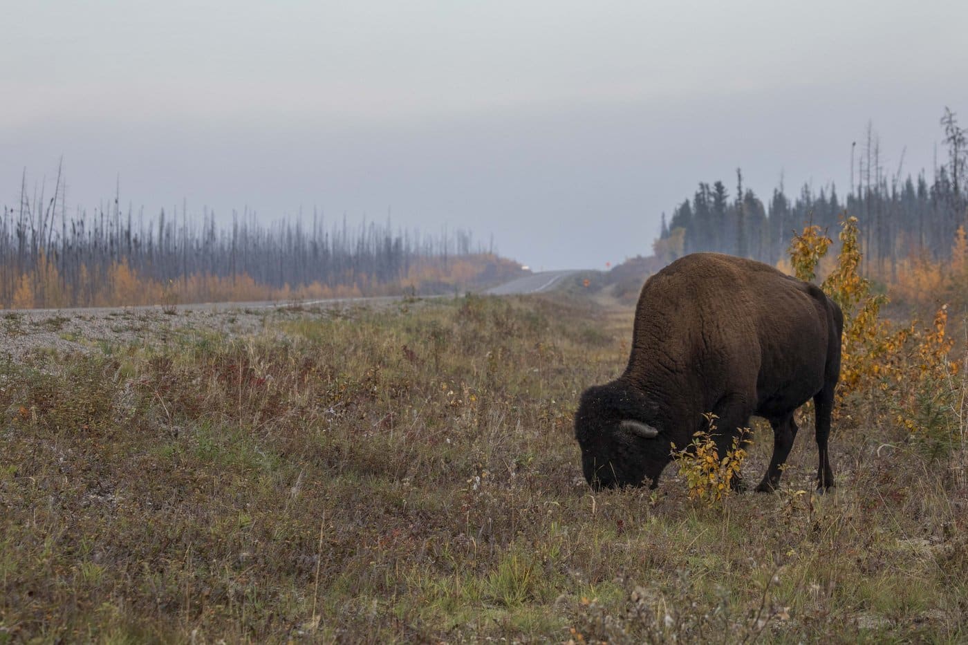 RCMP accuse man of organizing illegal bison hunt on farm in southern ...