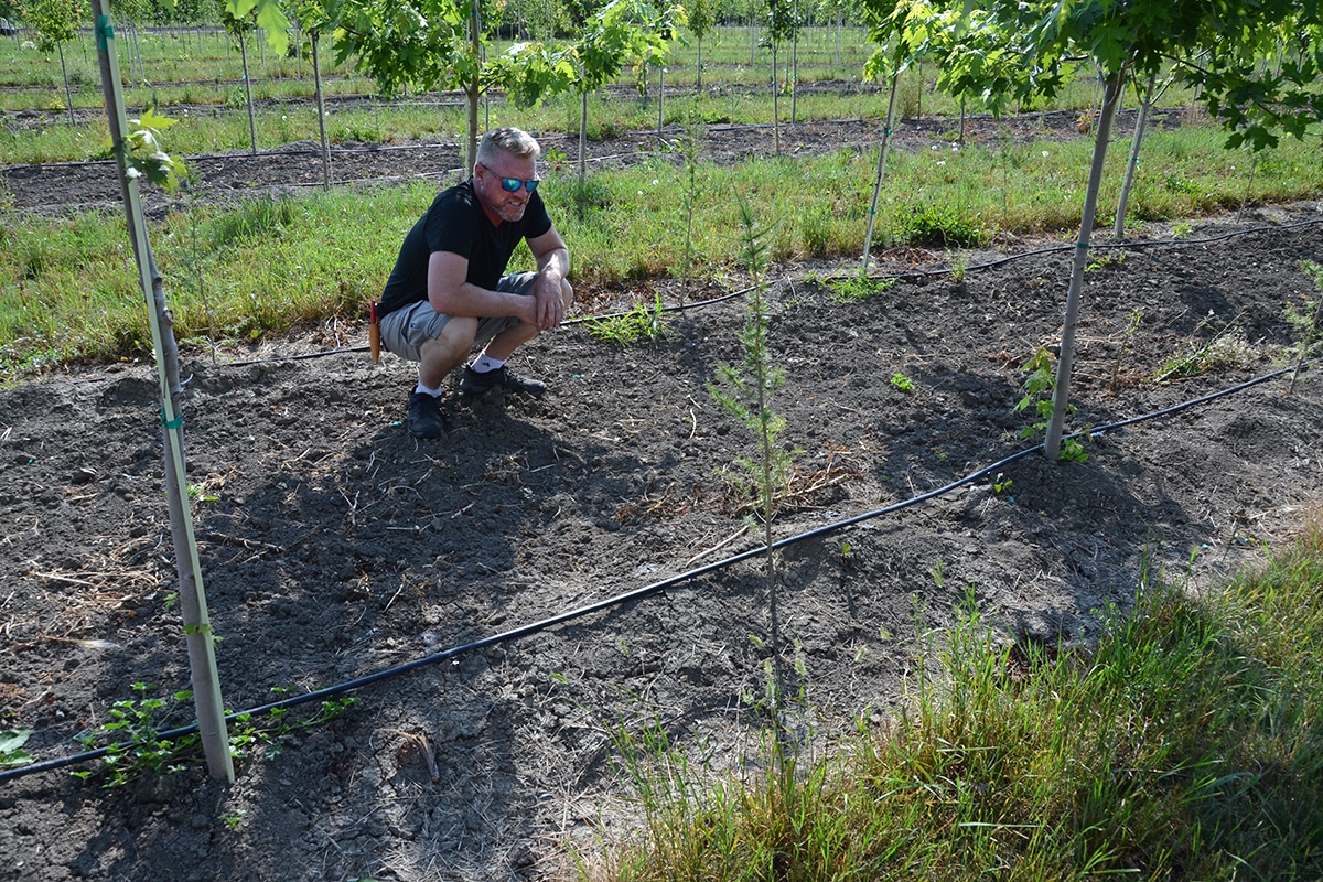 A Saskatchewan tree farm still growing after almost 90 years in ...