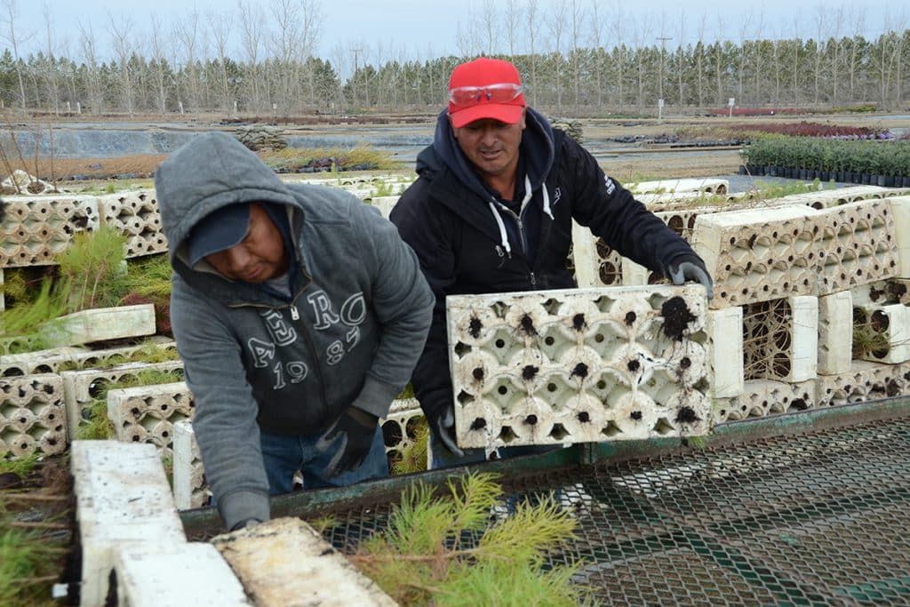 No local labourers, commercial agriculture operator relies on foreign ...